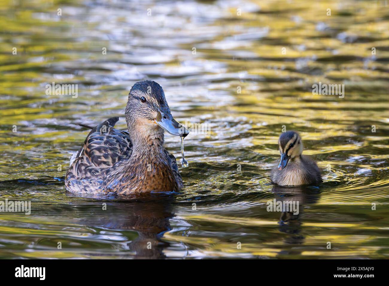 mother mallard duck with young chick (Anas platyhnynchos) swimming on ...