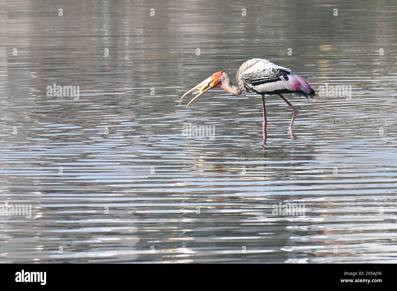 A painted stork is having a fish catch in its beak and is slowly moving ...