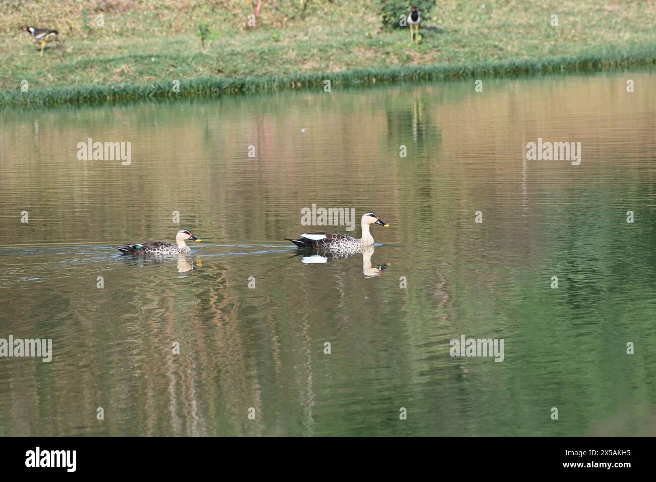 Two spot billed ducks are leisurely swimming in a lake Stock Photo - Alamy