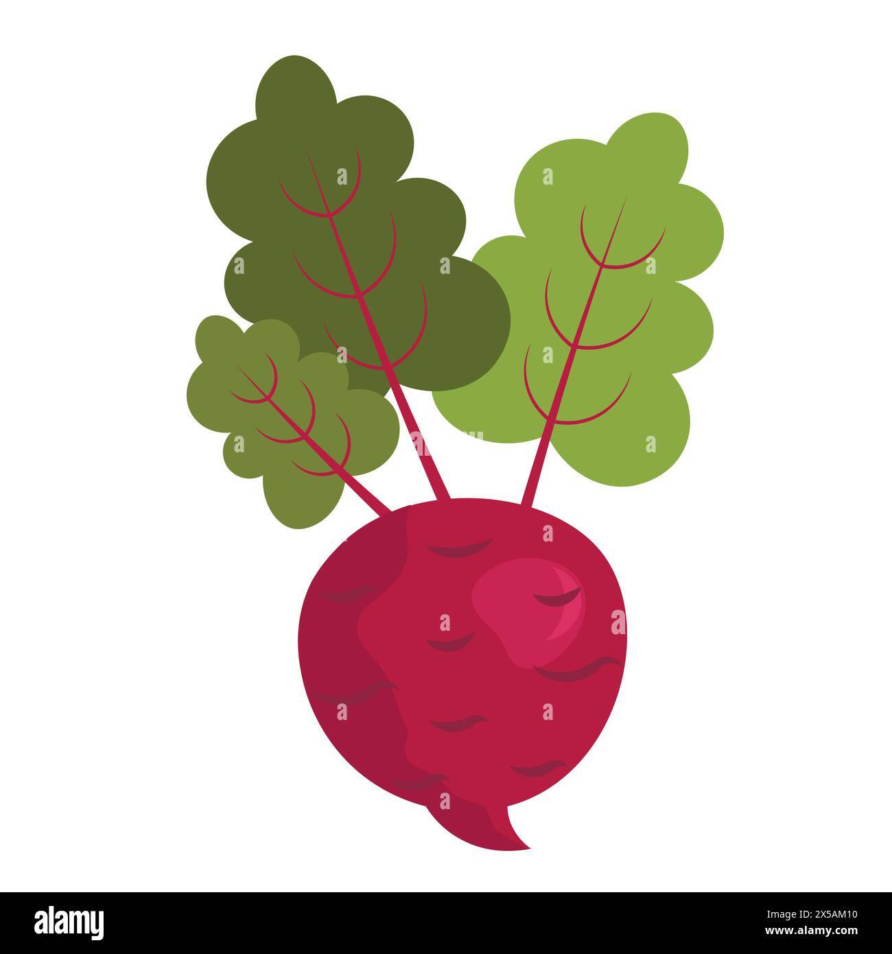 Raw red beetroot on Stock Vector Images - Alamy