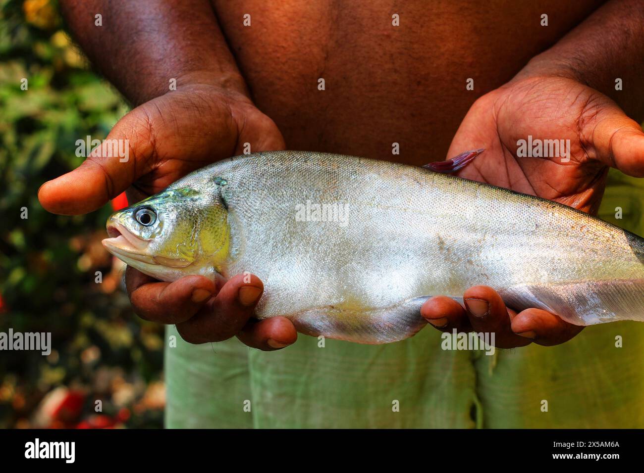 Big bronze featherback fish in hand in nice blur background HD, fali ...