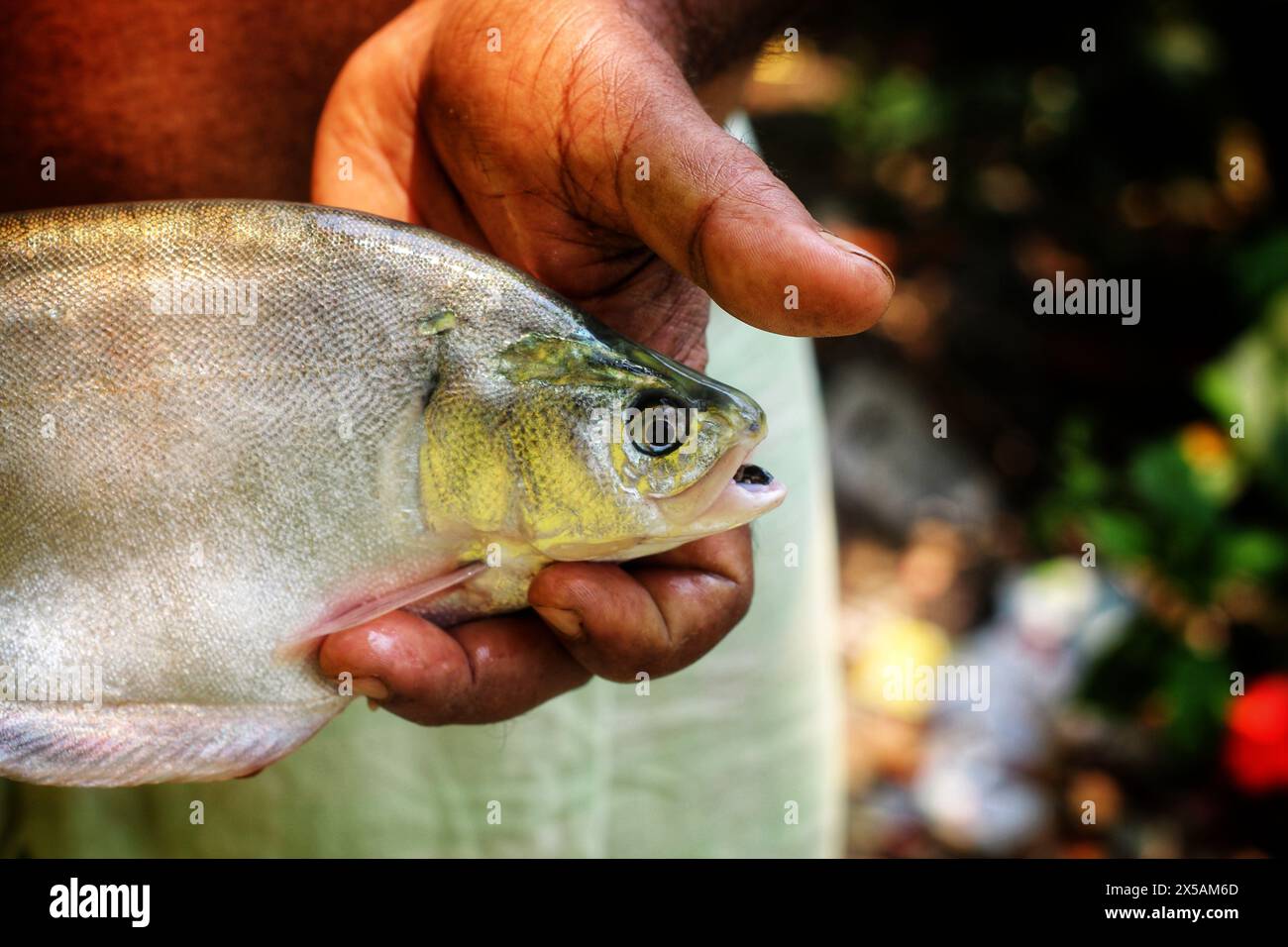 Big bronze featherback fish in hand in nice blur background HD, fali ...