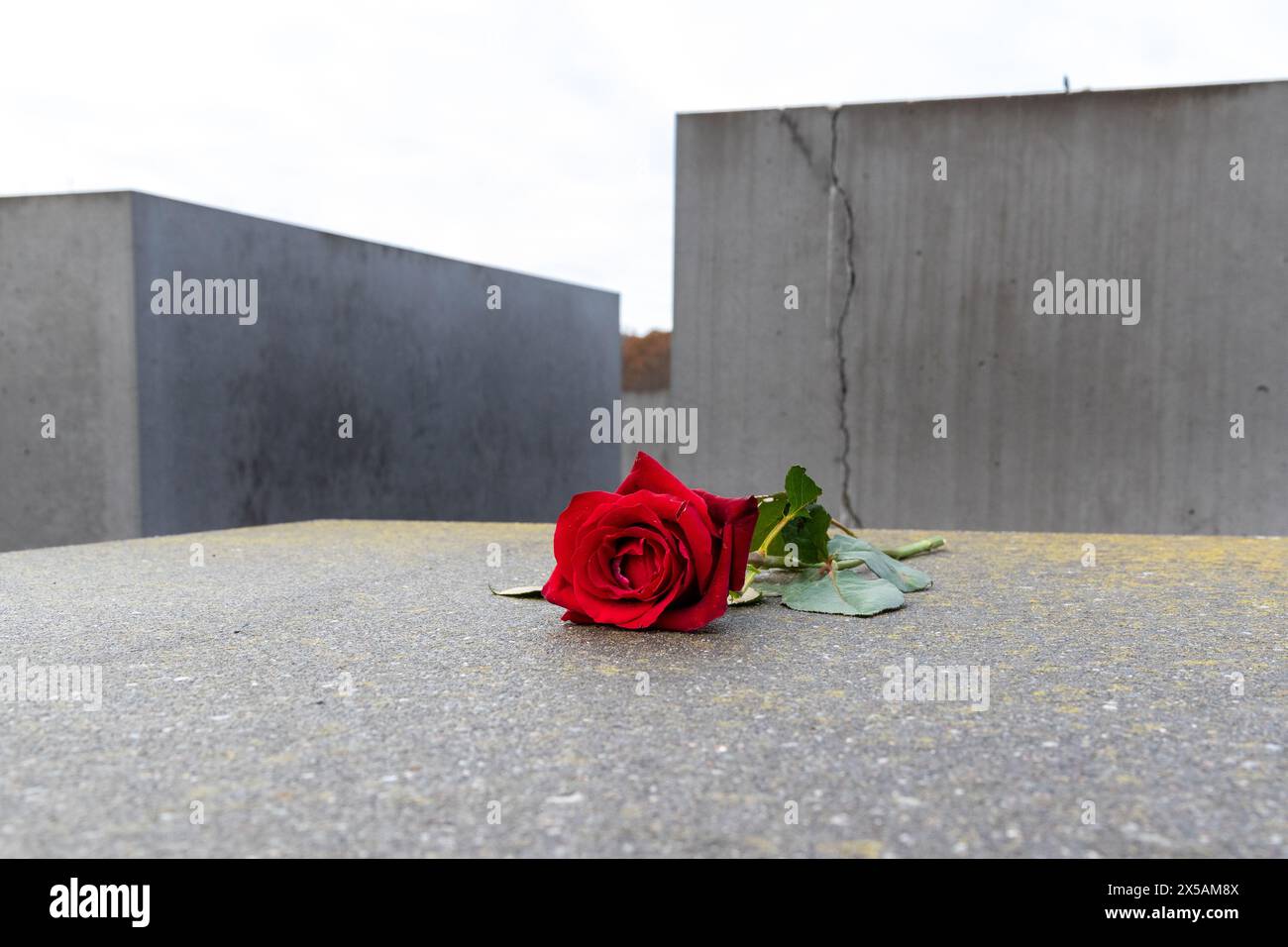 Red rose lying on stone block in Berlin holocaust monument Stock Photo ...