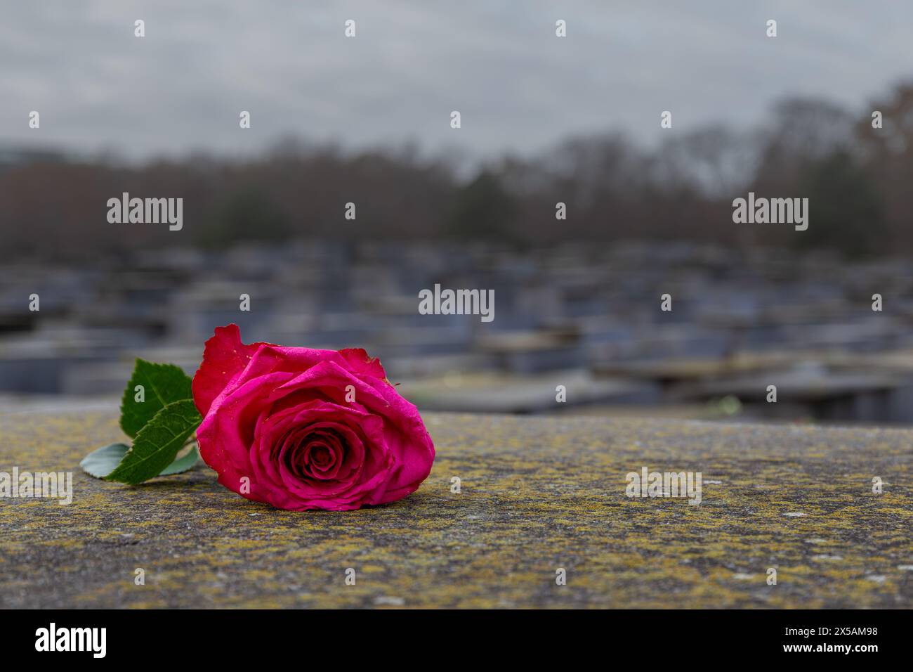Red rose lying on stone block in Berlin holocaust monument Stock Photo ...