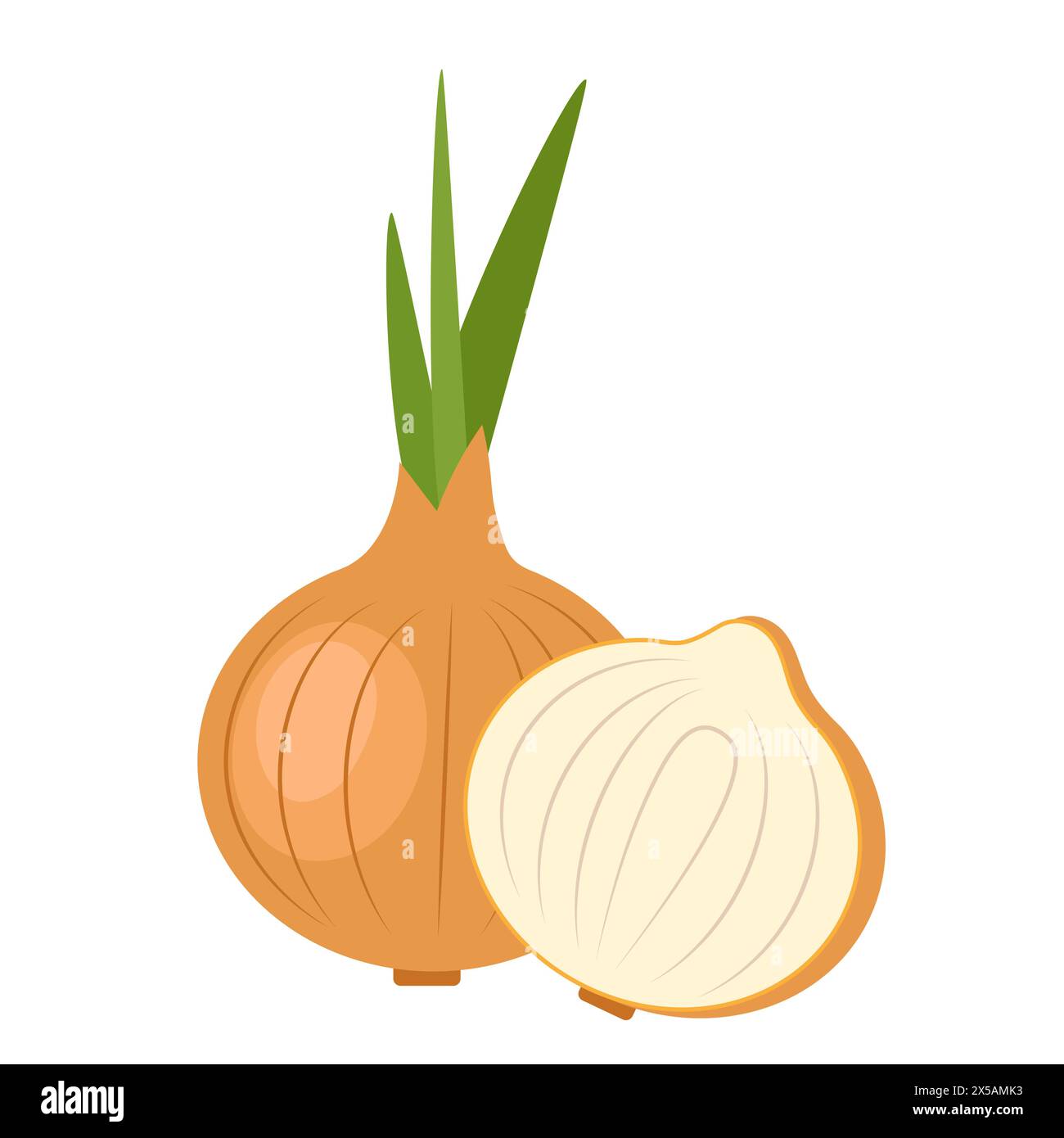 Onion on white background. Vegetable Stock Vector Image & Art - Alamy