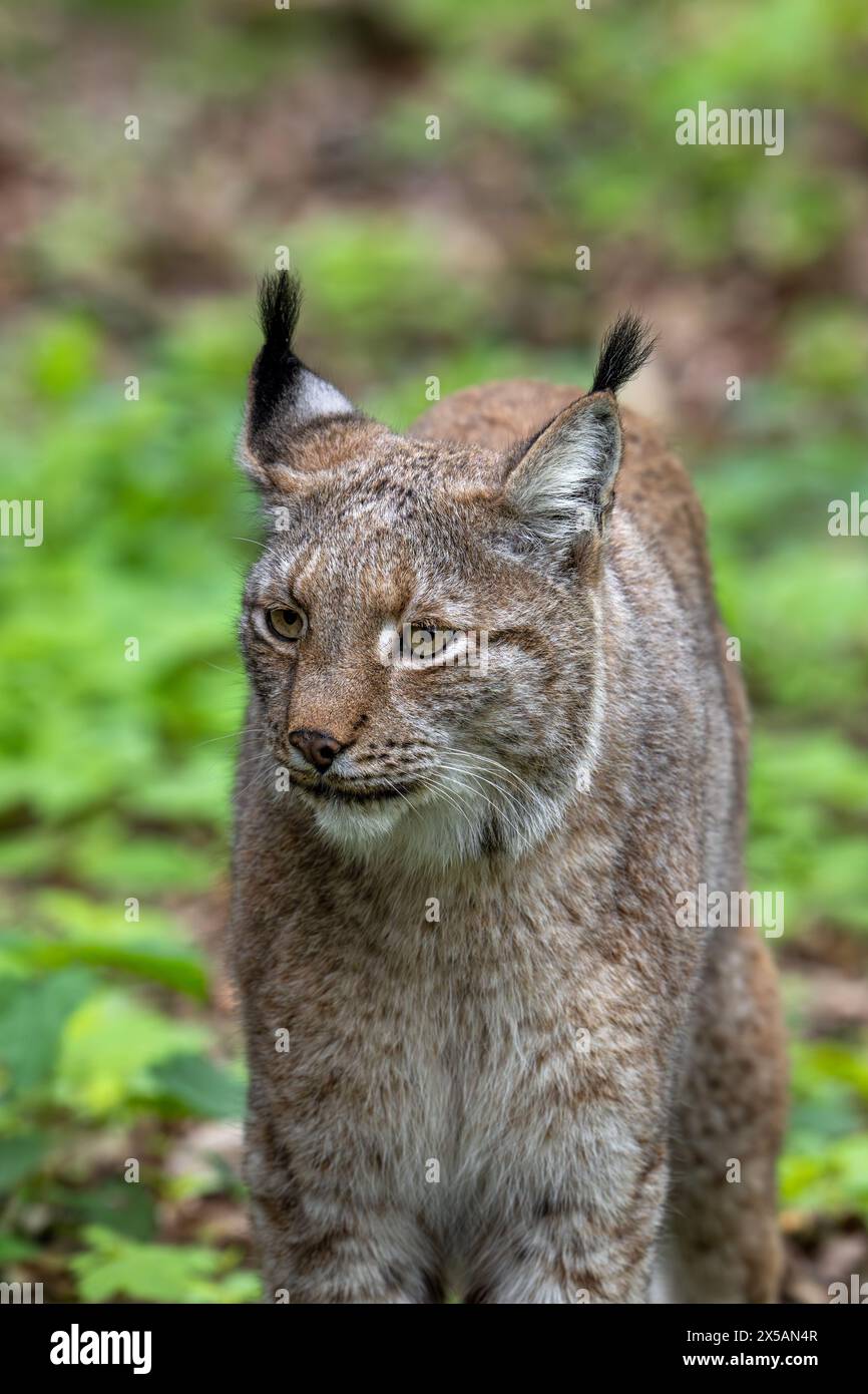 Close-up of Eurasian lynx (Lynx lynx) hunting in Close-up of Eurasian ...