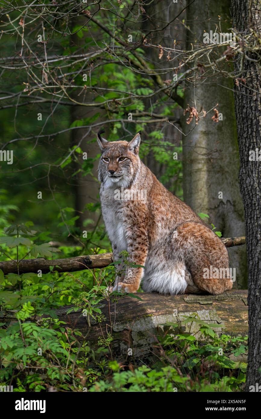 Eurasian lynx (Lynx lynx) sitting on fallen tree trunk in forest / wood ...