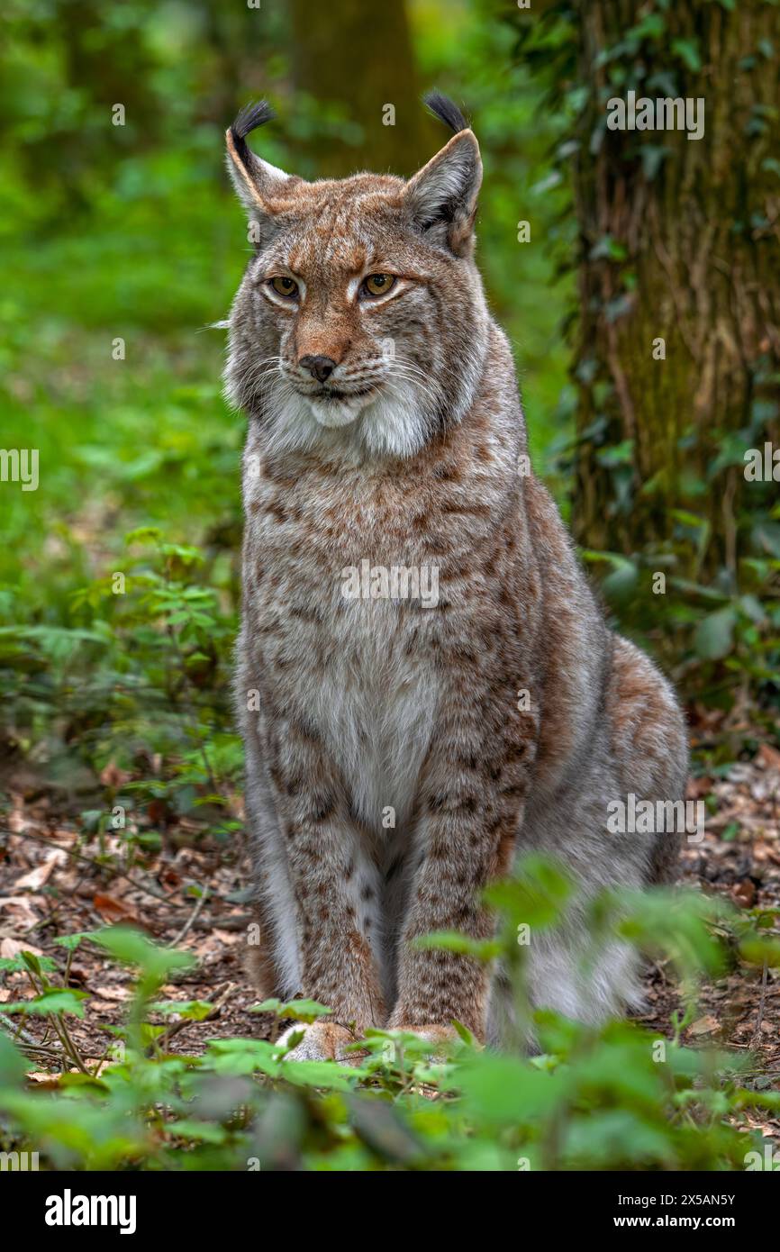Eurasian lynx (Lynx lynx) sitting in forest / woodland Stock Photo - Alamy