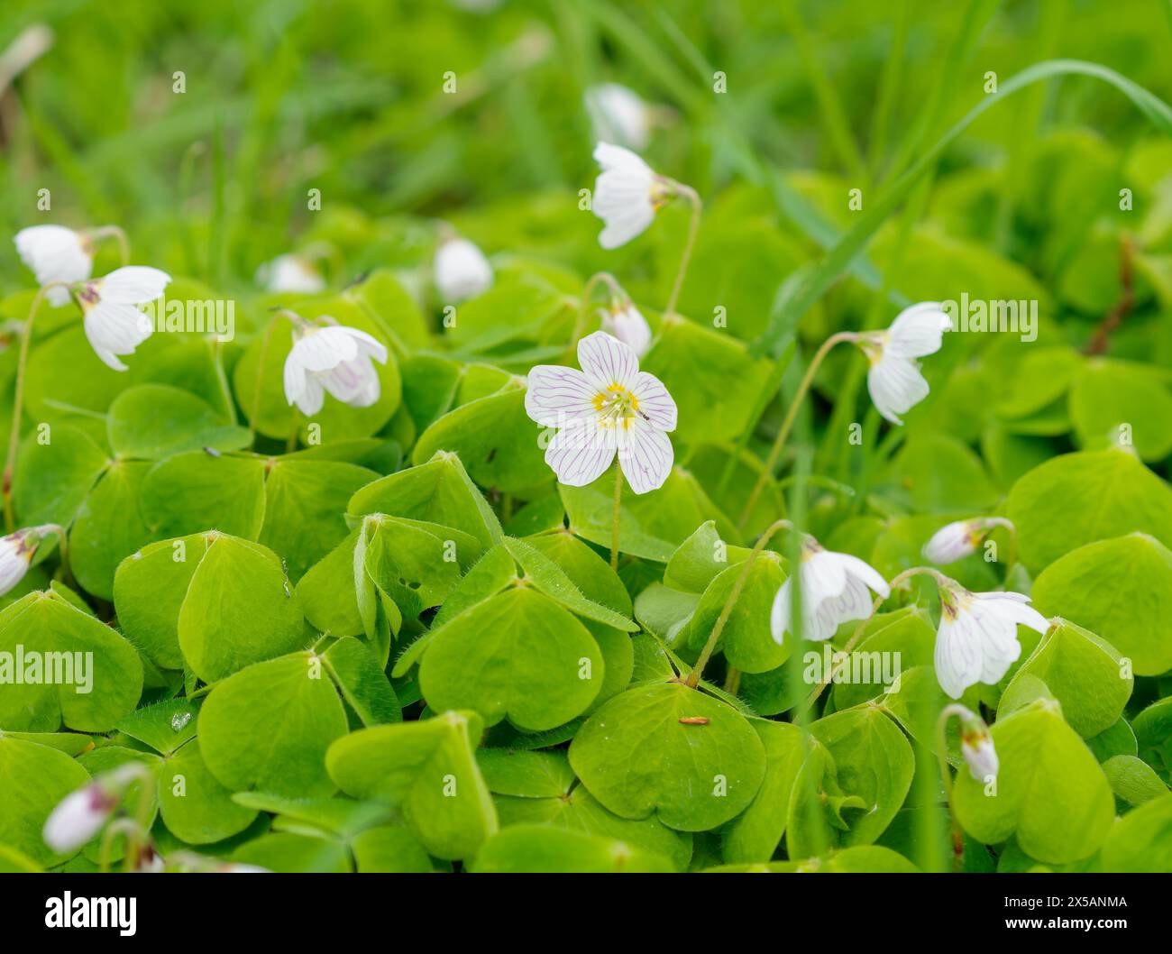 Four leaf clove hi-res stock photography and images - Alamy