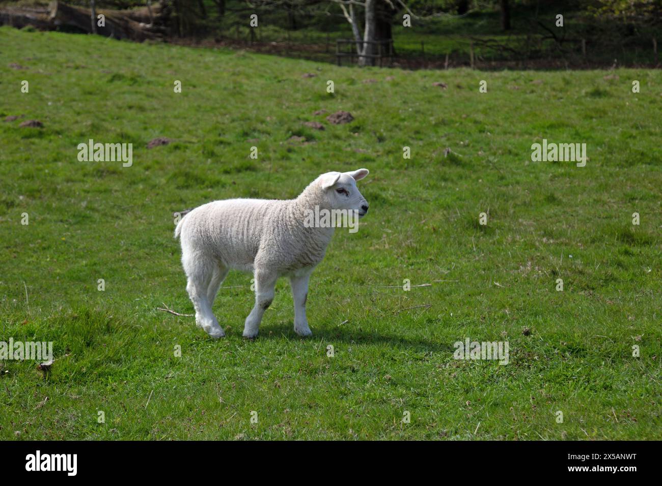 Norfolk, England, April 26th, 2024, pastoral scene showing spring lambs ...