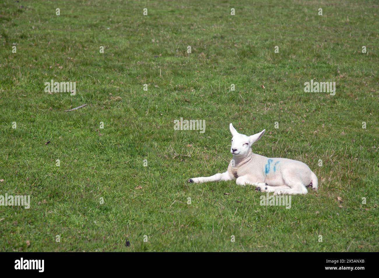 Norfolk, England, April 26th, 2024, pastoral scene showing spring lambs ...