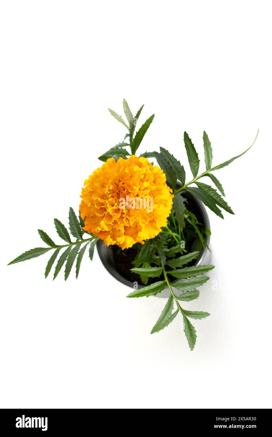 Tagetes erecta Inca II Gold in a pot on a white background, top view ...