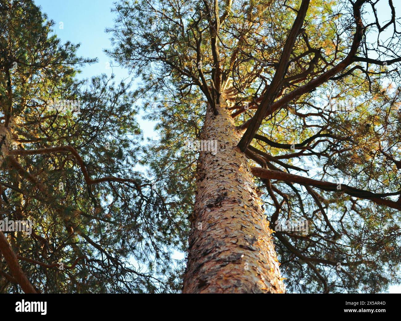 Bottom view of the bark and trunk of a tall pine tree and its top, illuminated by weed light ...