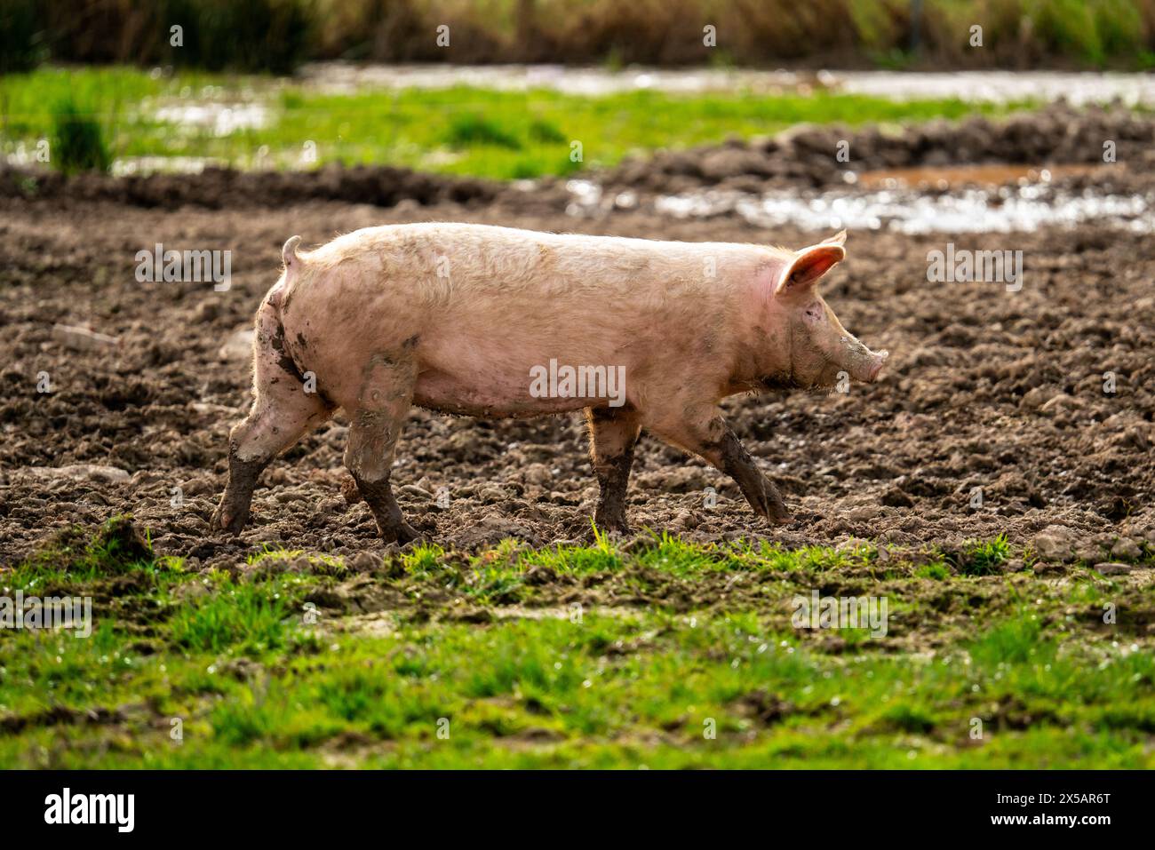 spotted, spotted pig, domestic pig, pigs, pigs, animal, farm, meat ...