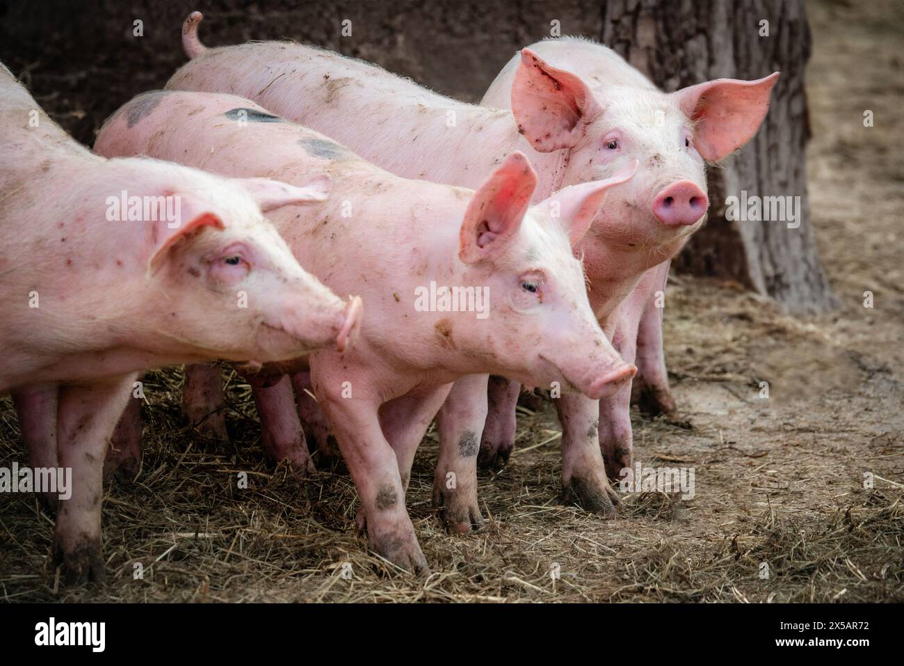 spotted, spotted pig, domestic pig, pigs, pigs, animal, farm, meat ...