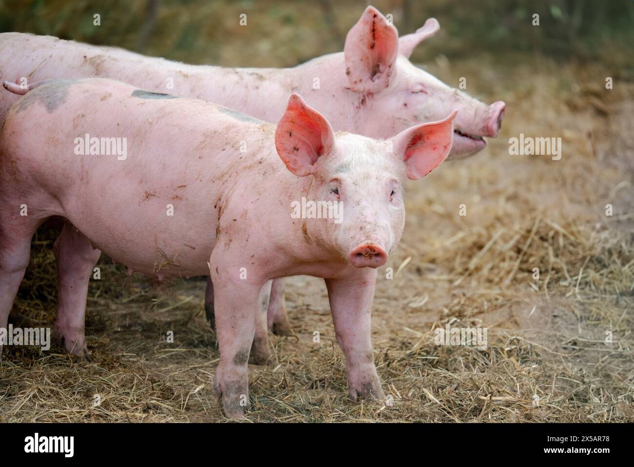 spotted, spotted pig, domestic pig, pigs, pigs, animal, farm, meat ...