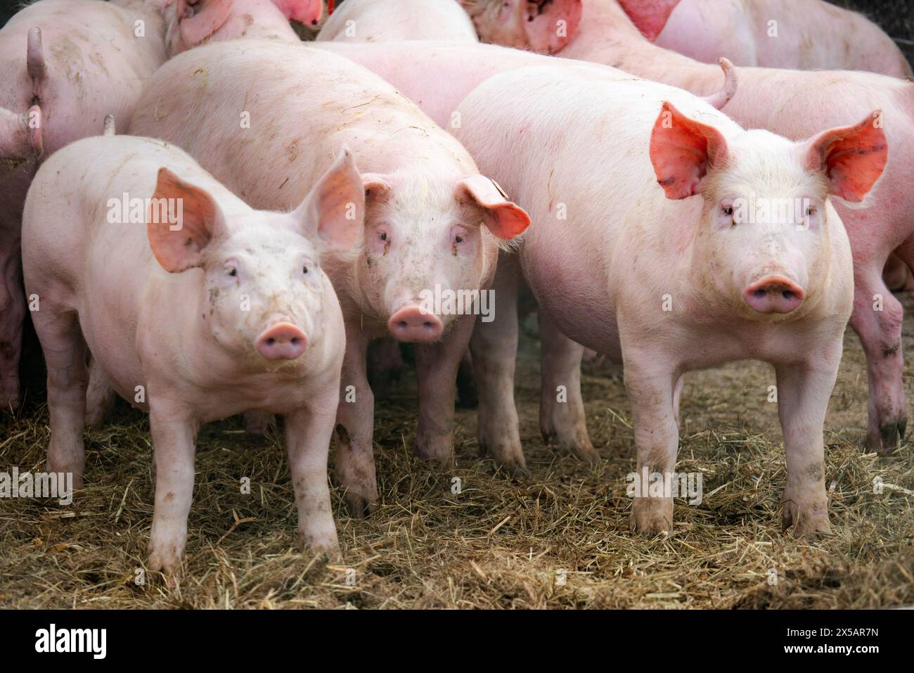 spotted, spotted pig, domestic pig, pigs, pigs, animal, farm, meat ...
