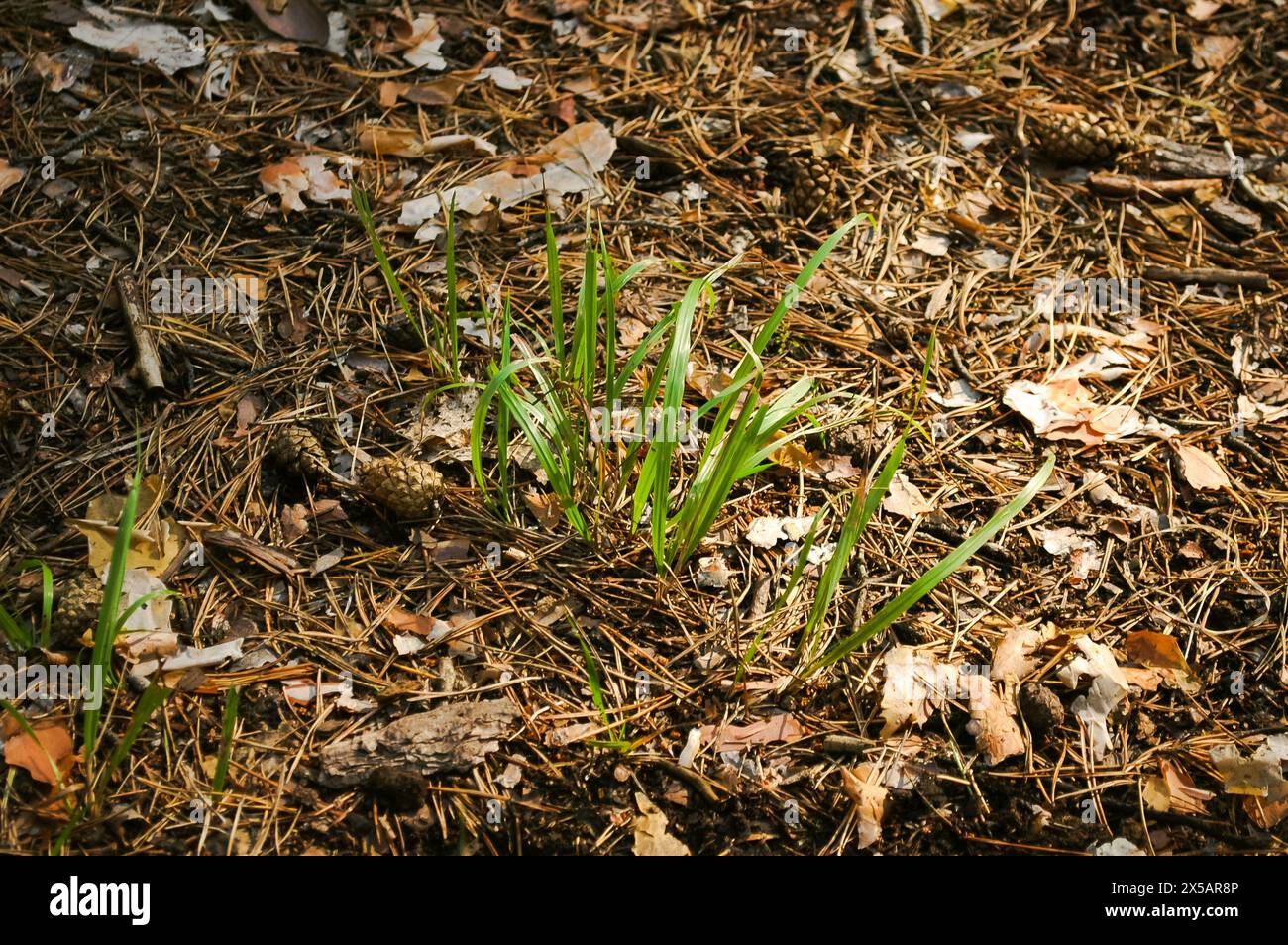 Dead leaves humus forest hi-res stock photography and images - Alamy