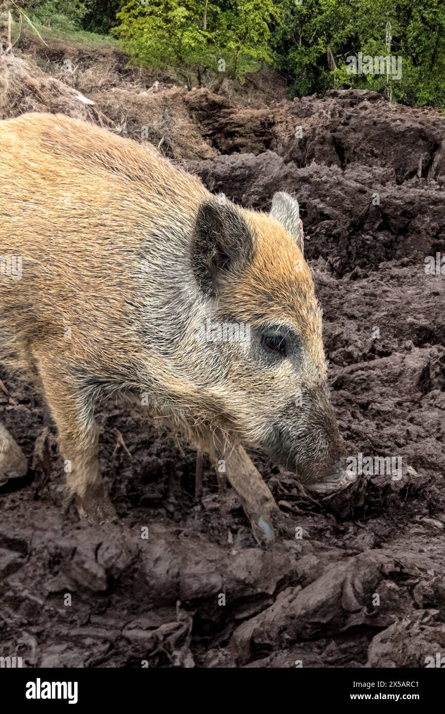 wild boar, mud, forest, animals, pig, wilderness Stock Photo - Alamy