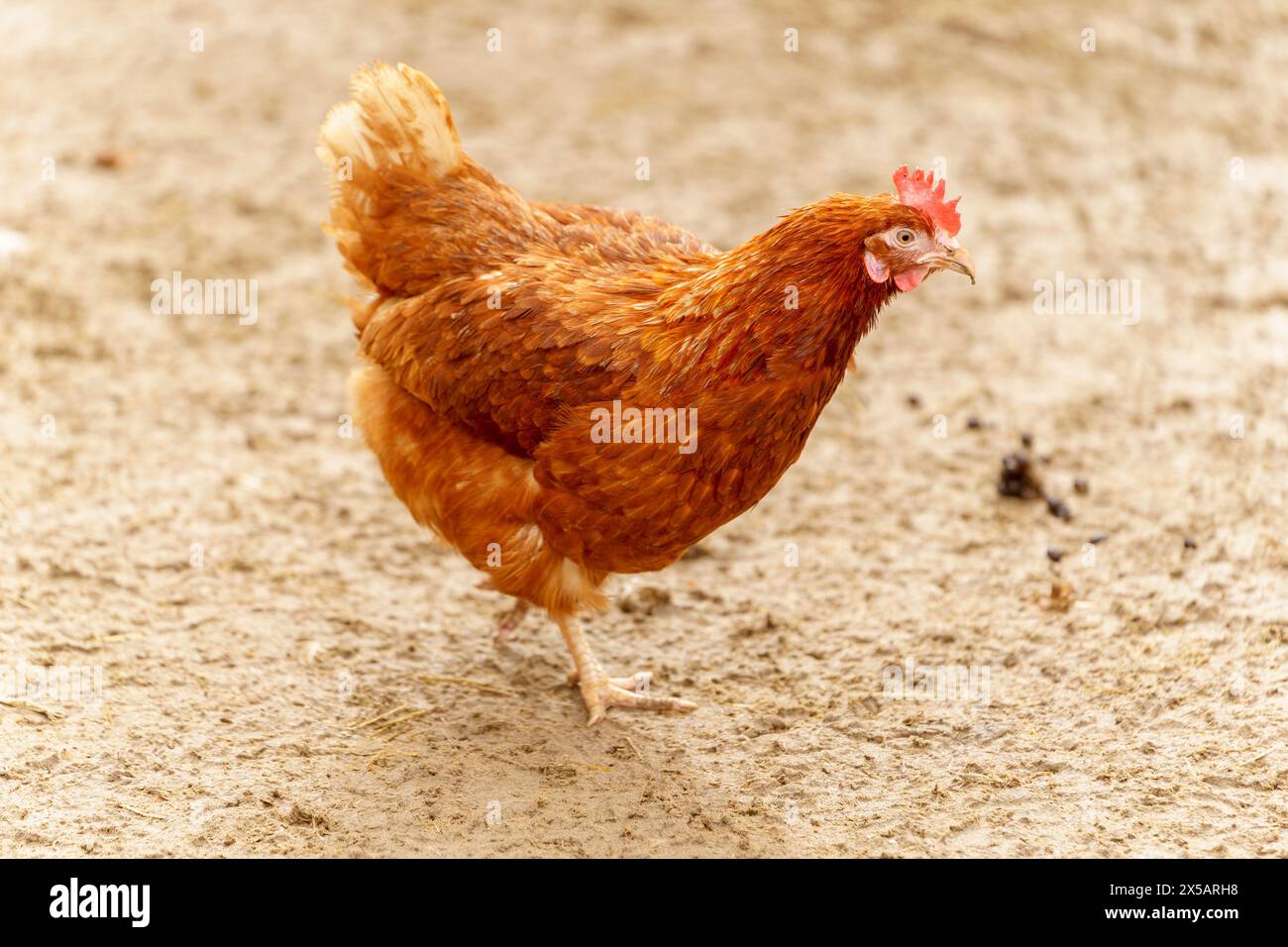 Chicken gracefully moves across a dry dirt field, its feathers ...