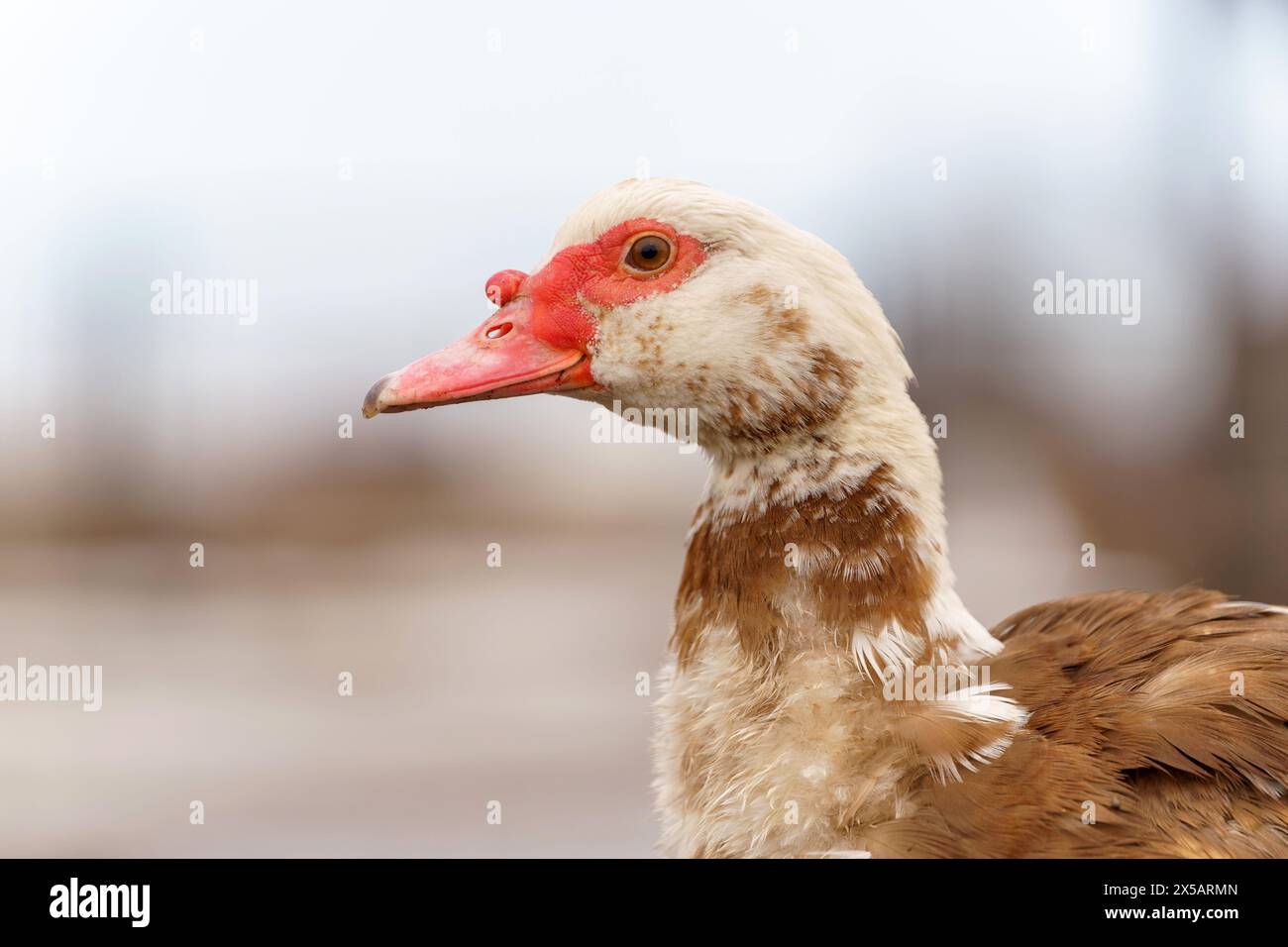 Muscovy duck is captured up close, displaying its unique plumage and ...