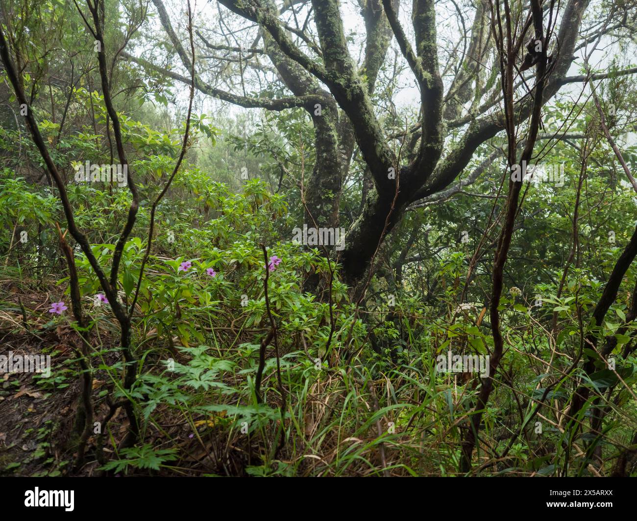 Wet rainy dense tropical laurel forest vegetation with ferns, moss ...