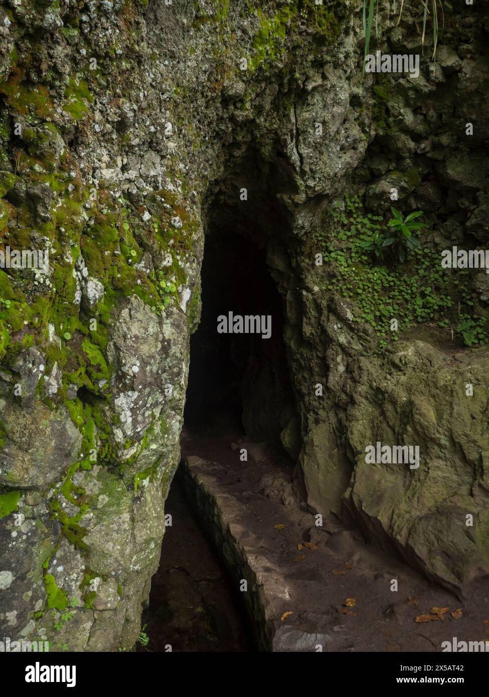 Entrance to the small tunnel at levada in dense tropical laurel forest ...