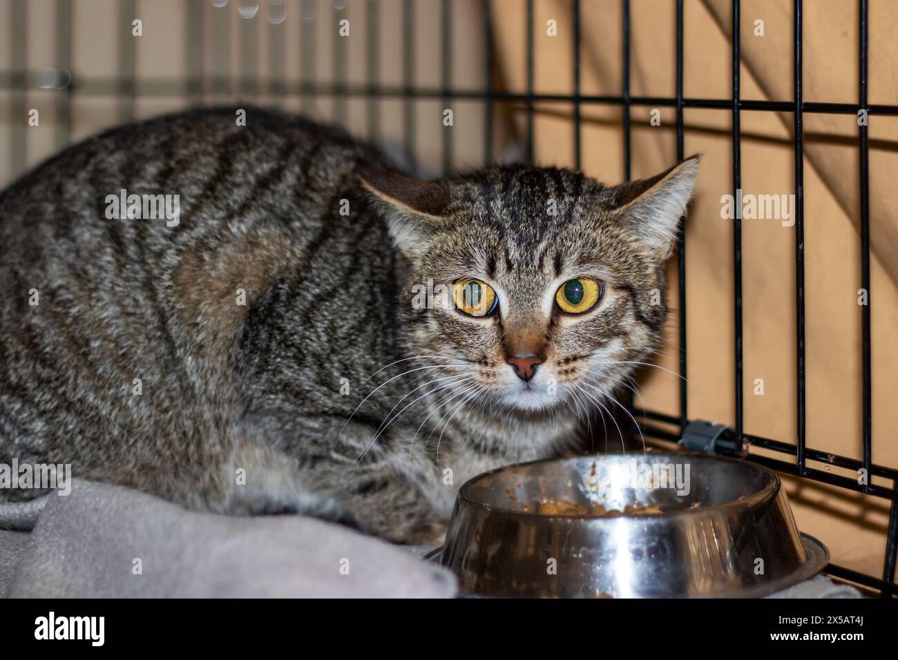 A Felidae, carnivorous, small to mediumsized cat with whiskers and ...