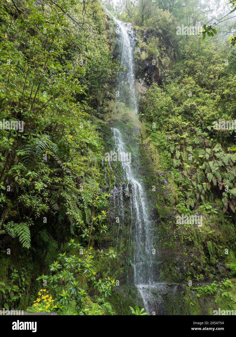 Waterfall in dense tropical laurel forest vegetation with ferns, moss ...