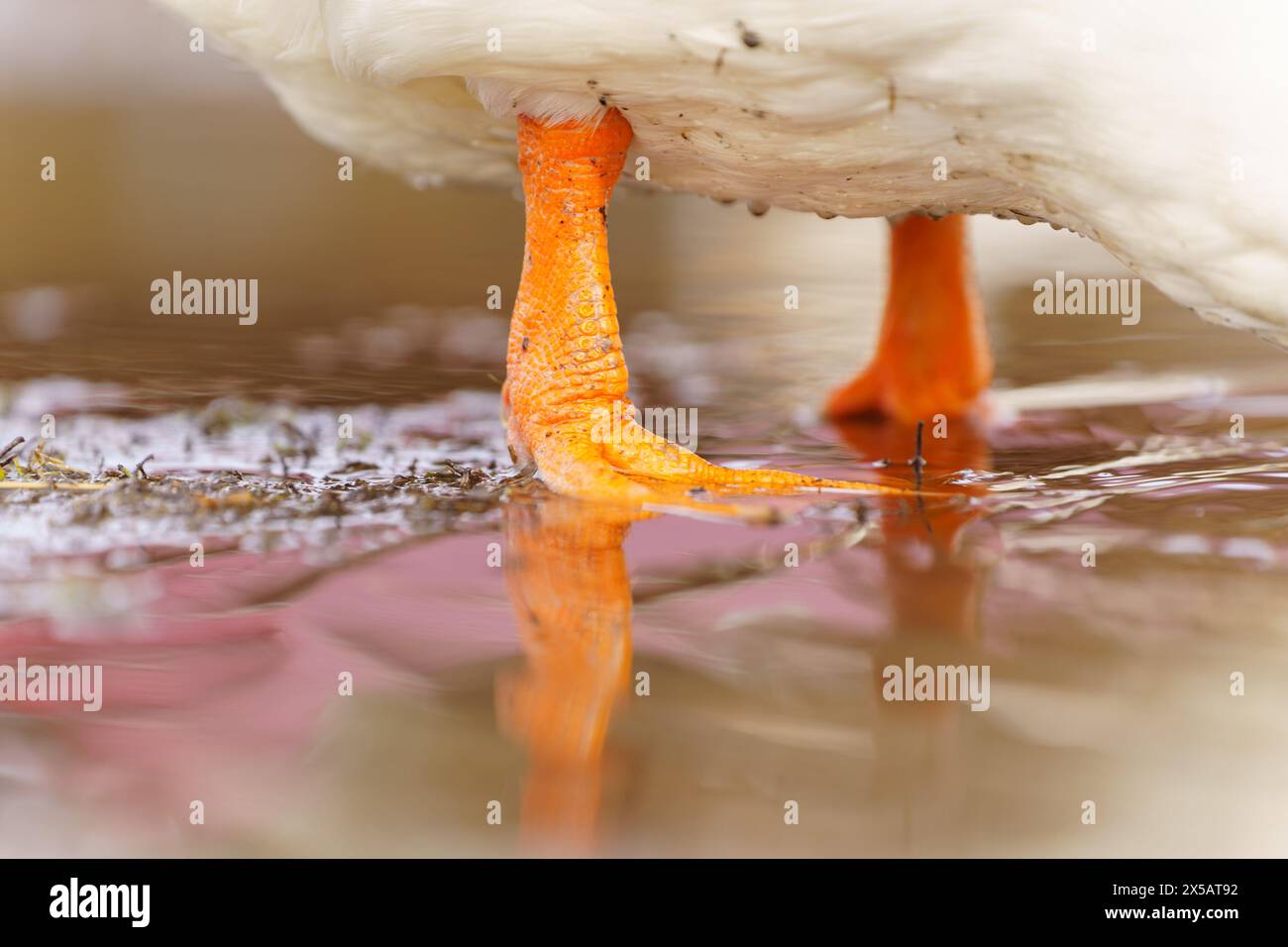 White ducks legs elegantly stand atop a moist ground, exuding peace and ...
