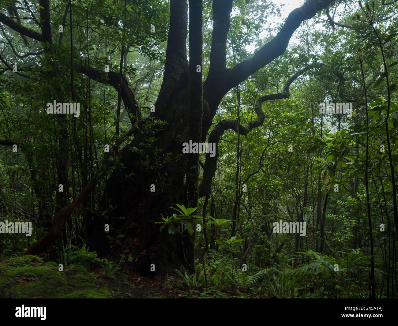 Old laurel tree at wet rainy tropical laurel forest with ferns, moss ...
