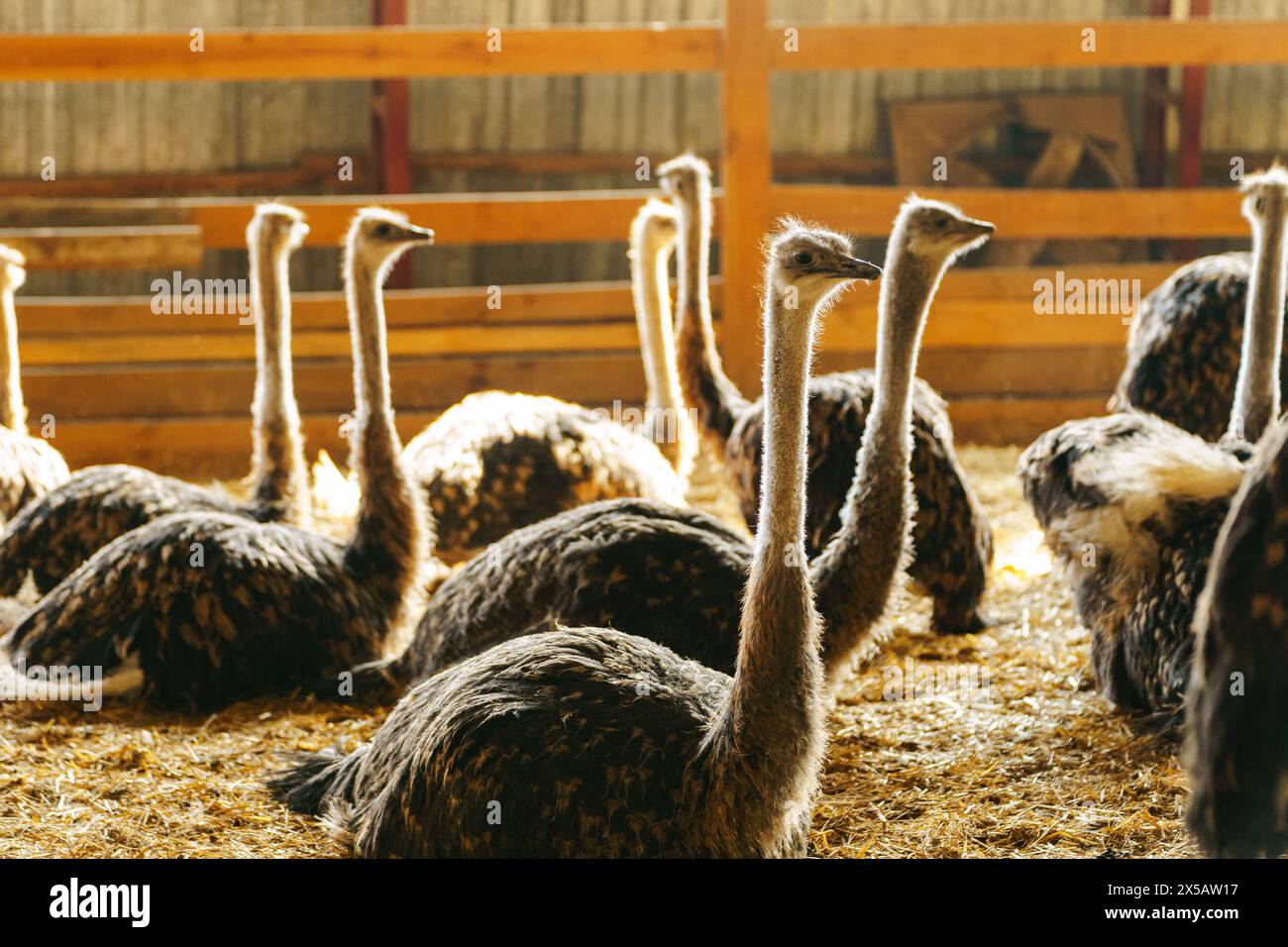 Ostrich is standing proudly in a charming barn filled with golden hay ...