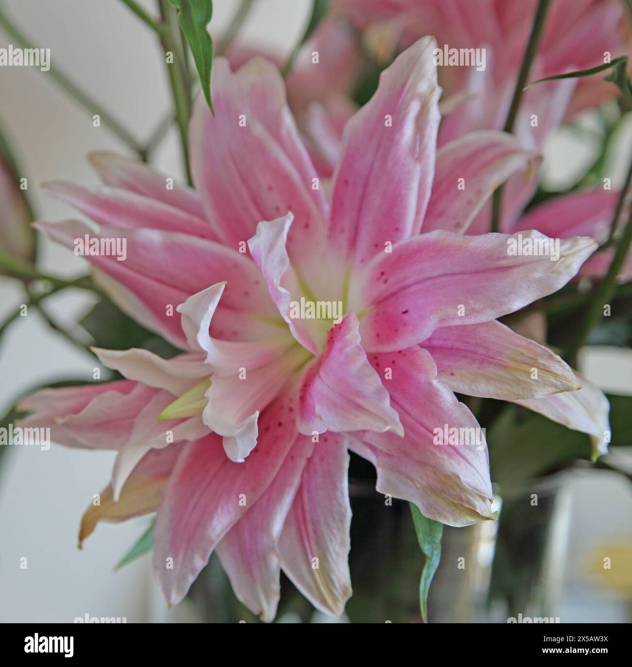 Long stemmed flowers hi-res stock photography and images - Alamy