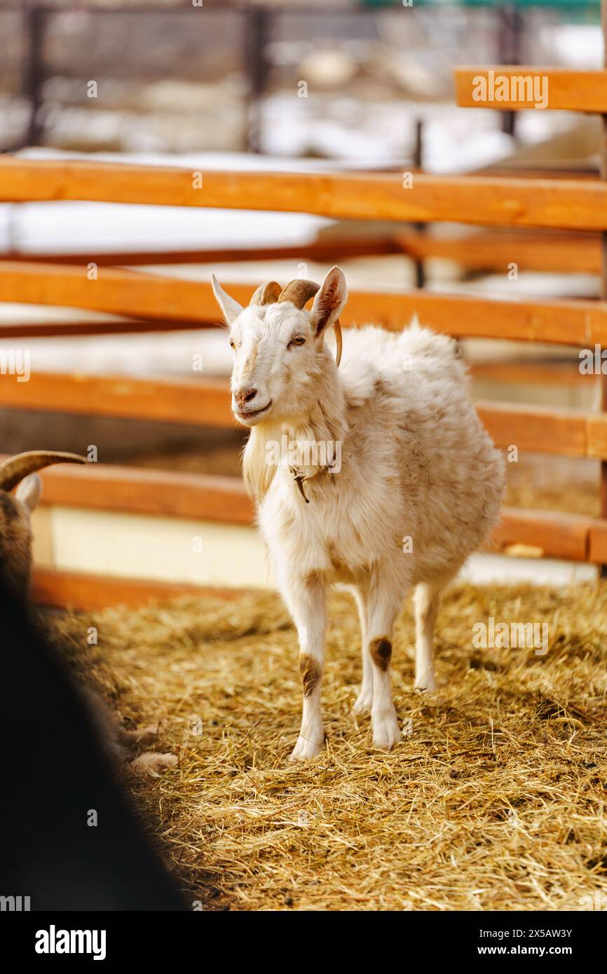 Goat stands gracefully on a tall pile of golden hay, surveying its ...