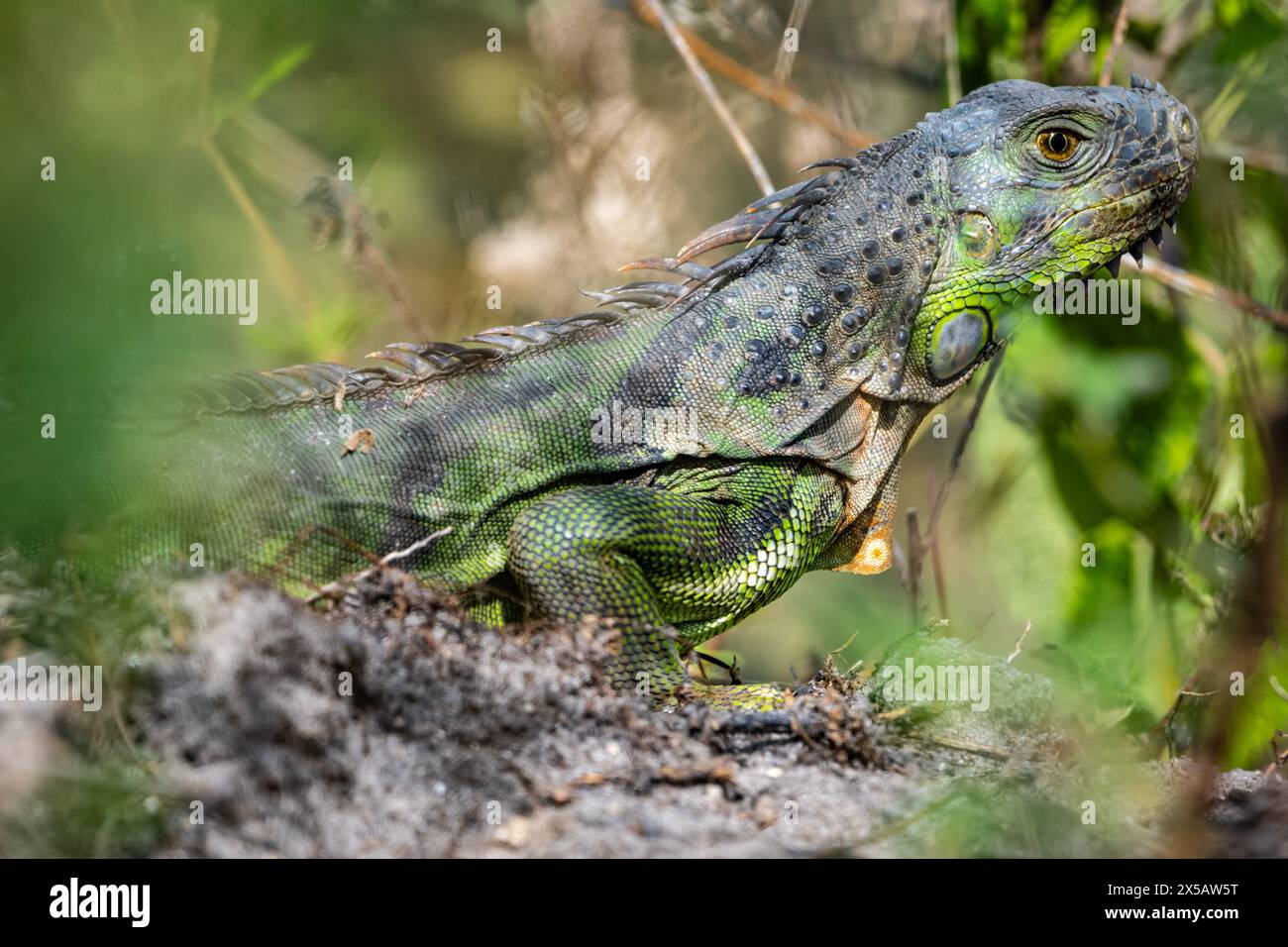 Alert green iguana near a canal in Palm Beach County, Florida. (USA ...