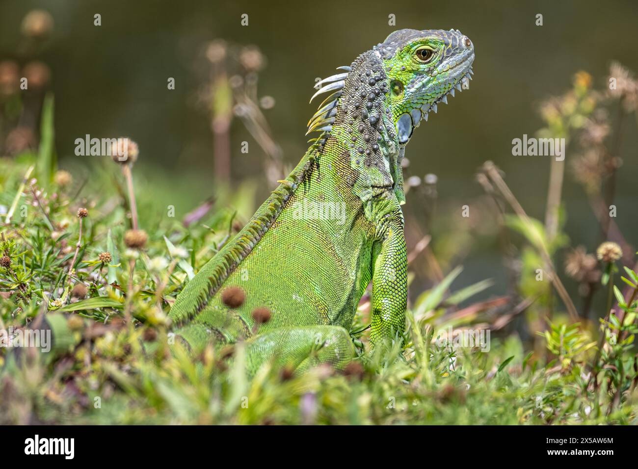 Alert green iguana near a canal in Palm Beach County, Florida. (USA ...