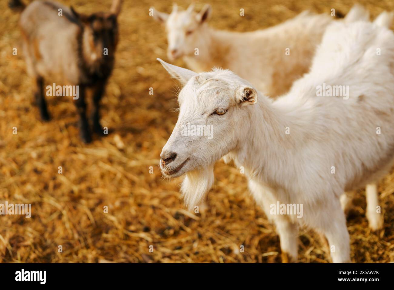 Goats on farm look peaceful and content in their enclosed environment ...