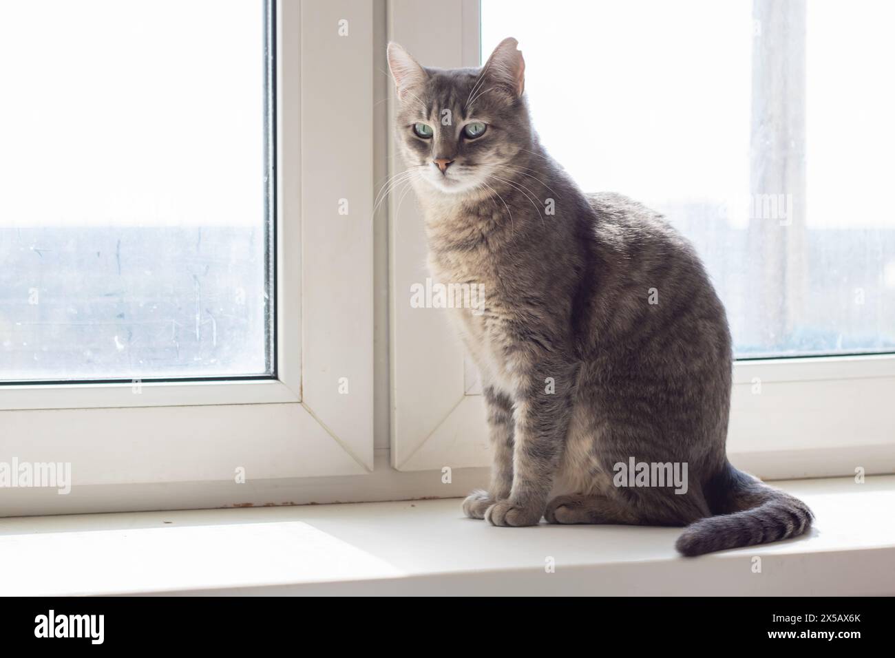A carnivore grey cat from the Felidae family is perched on the window ...