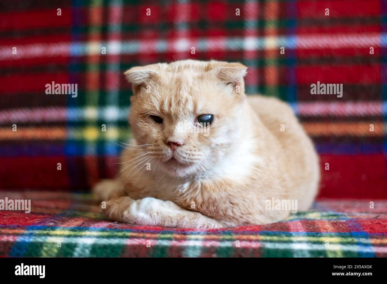 A cat, a small to mediumsized feline carnivore, is lounging on a plaid ...