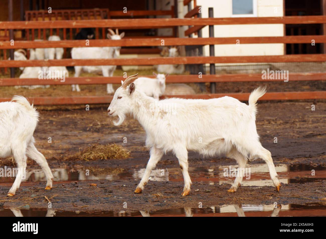 Goat on a farm, showcasing a typical scene in agriculture Stock Photo ...