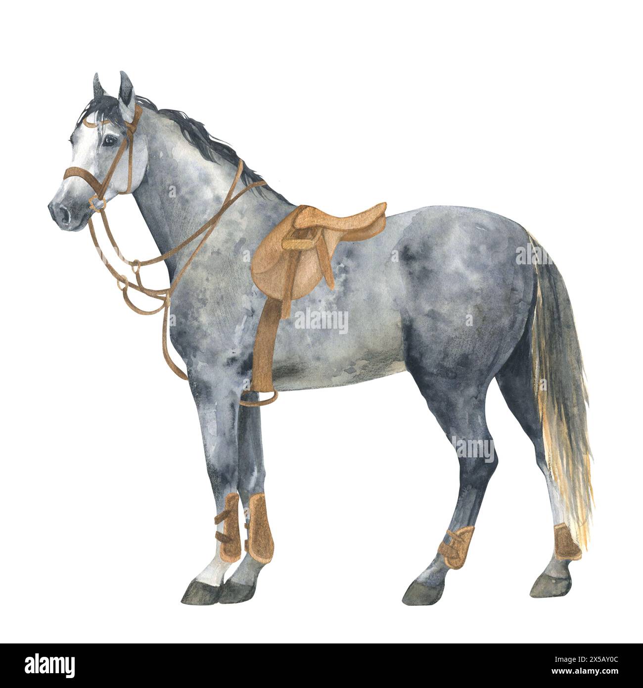 Watercolor illustration of a grey horse with saddle and bride,standing ...