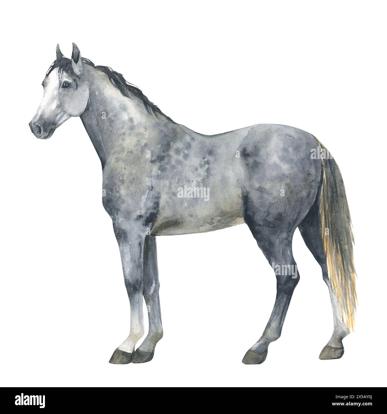 Watercolor illustration of a grey horse,standing. Isolated gray pony ...