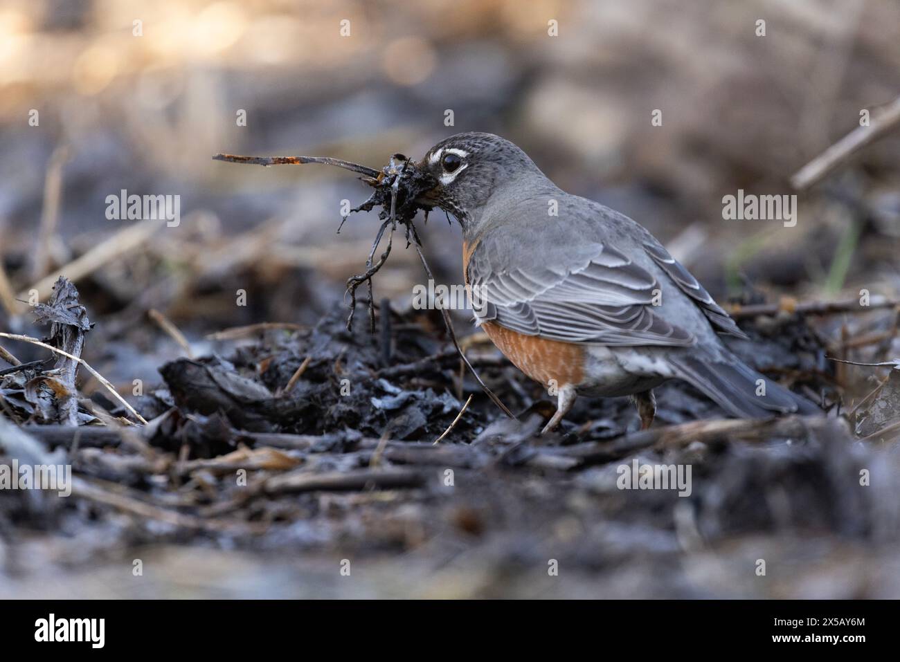 Young american robin sitting hi-res stock photography and images - Alamy