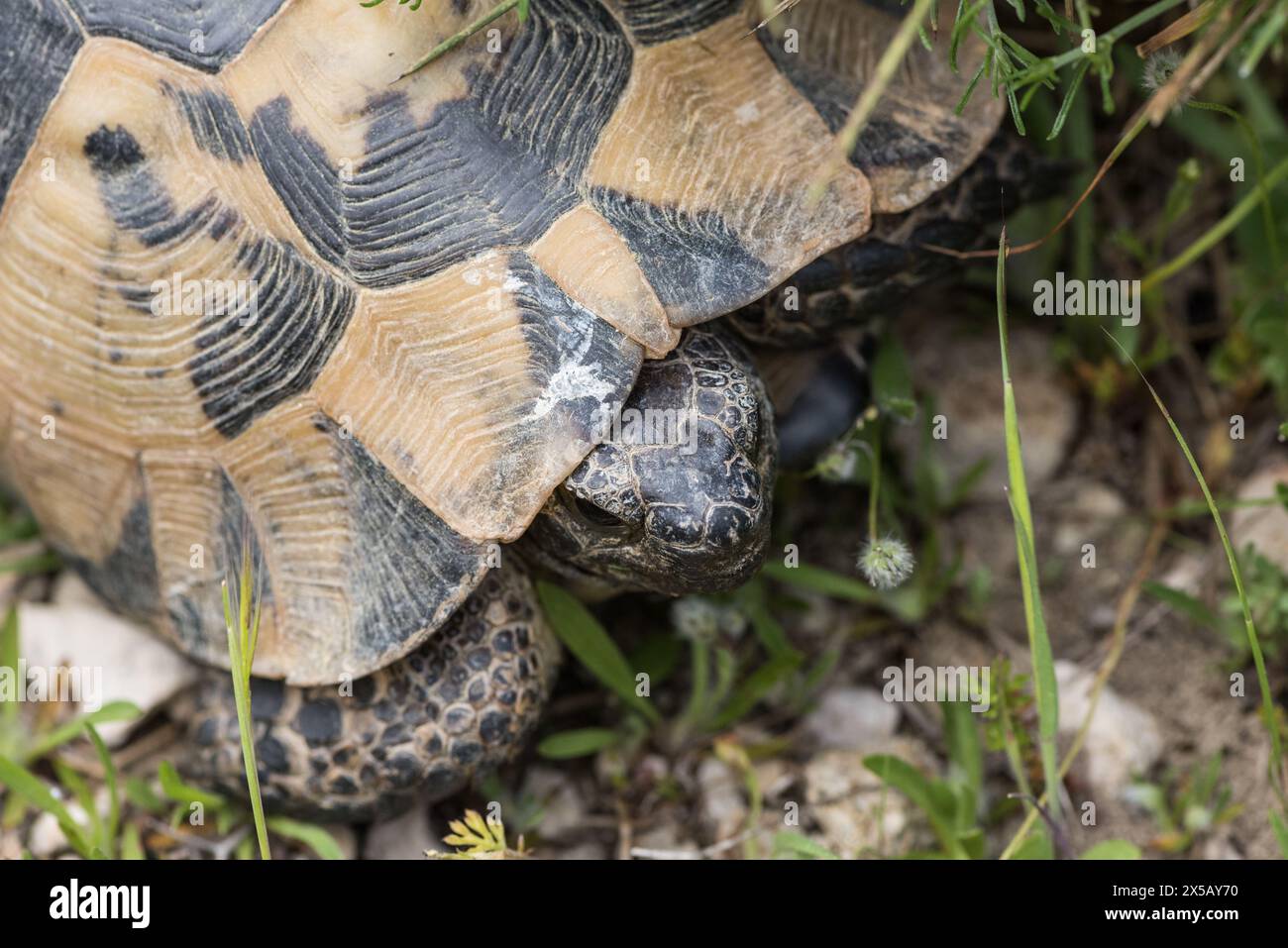 Close up tortoise face hi-res stock photography and images - Alamy