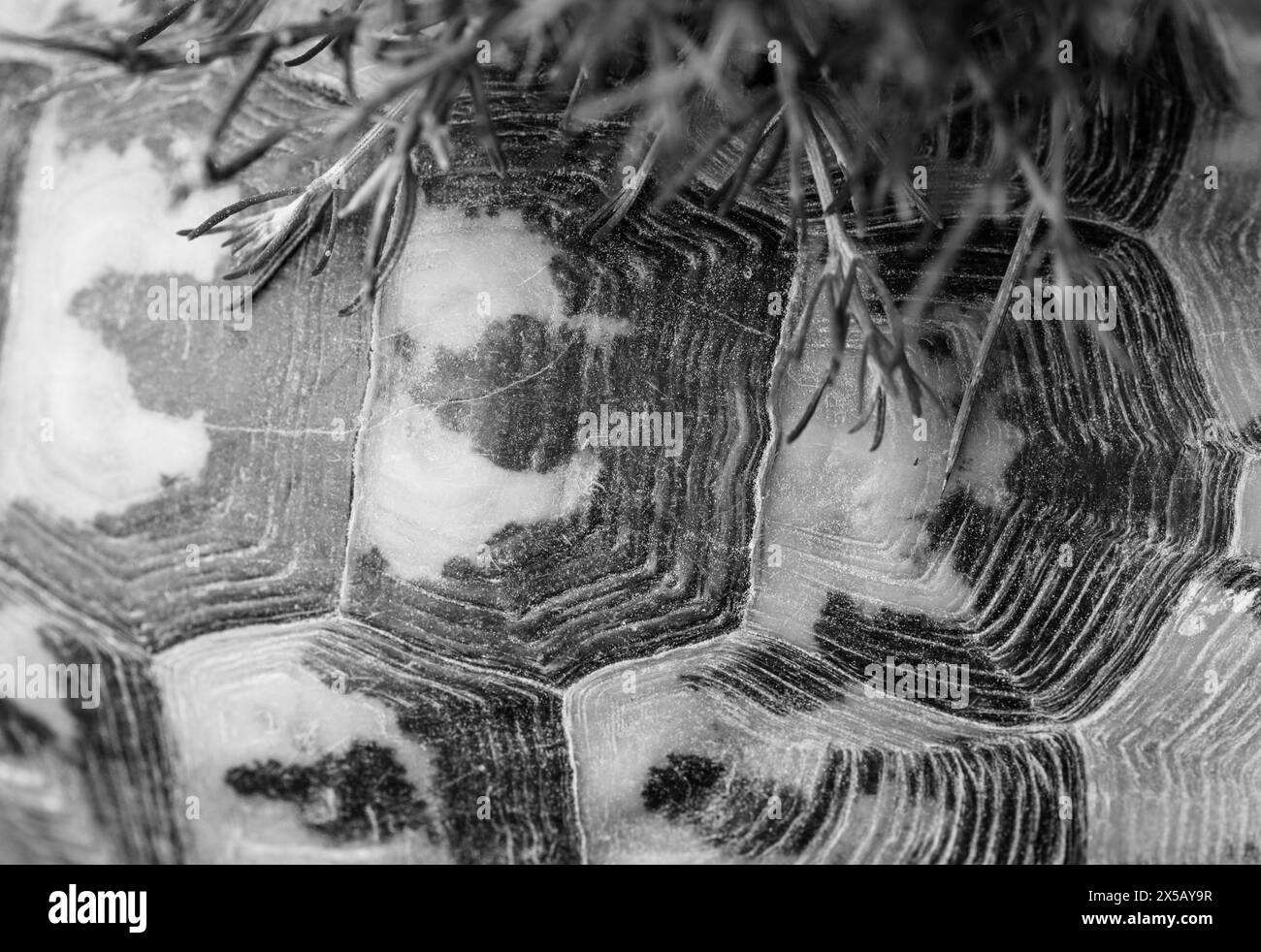 Testudo graeca reptile Black and White Stock Photos & Images - Alamy