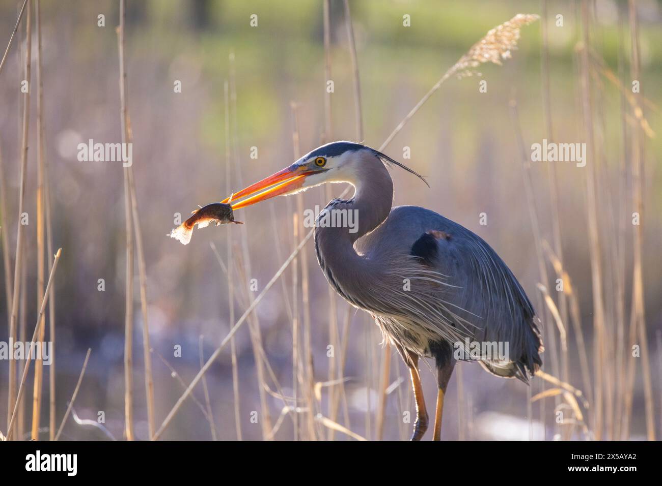 Great blue heron catfish hi-res stock photography and images - Alamy