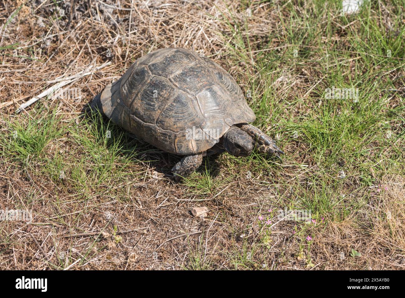 Single greek tortoise testudo hi-res stock photography and images - Alamy