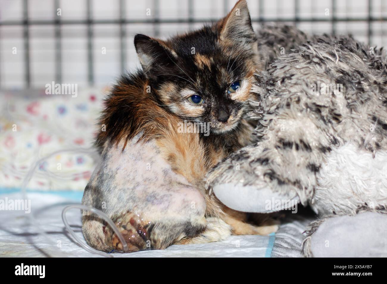 A small calico kitten with captivating blue eyes is among a group of ...