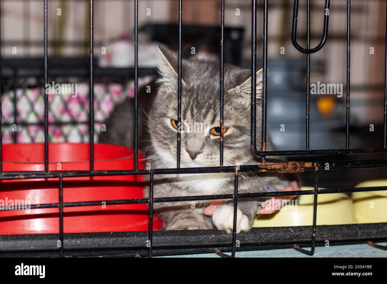 Confined feline hi-res stock photography and images - Alamy