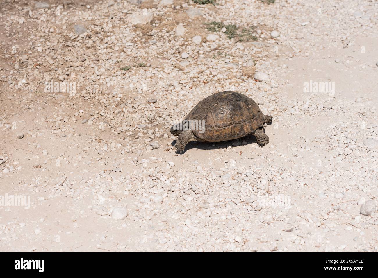 Single greek tortoise testudo hi-res stock photography and images - Alamy